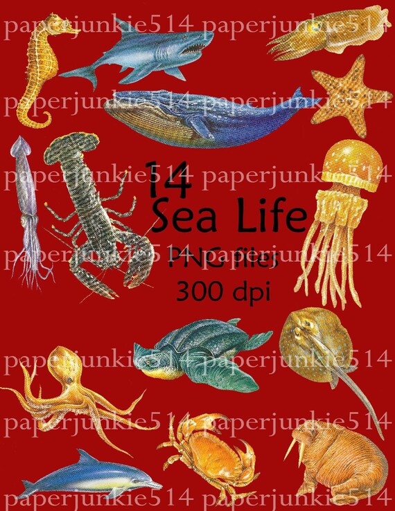 Digital PNG Files Sea Life Digital Download Digital - Etsy