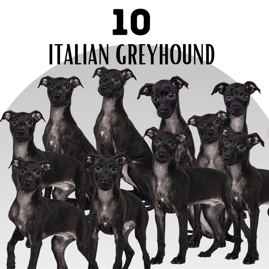 Puppy Italian Greyhound Dog Breeds Clipart Pack, Dog Sublimation ...