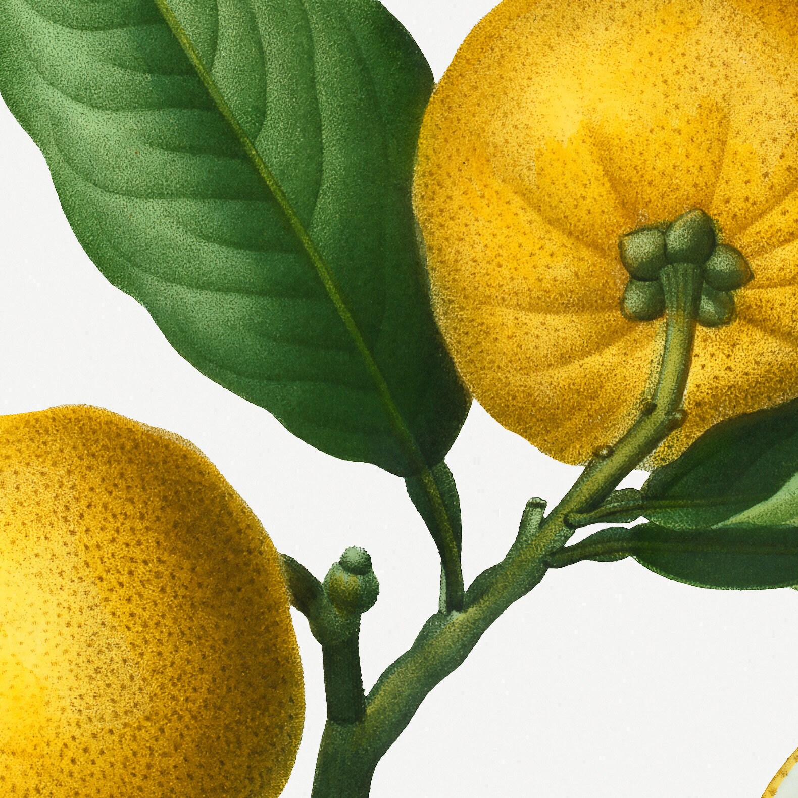 Citrus Painting Fruit Print Nature Print Vintage Art Print Fruit ...