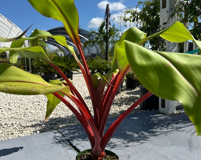 Live Bromeliad - Aechmea "tayoensis" Hybrid - Etsy