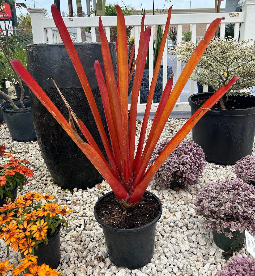 Rare “red Candle” Bromeliad | Large & Small Pup Options - Etsy