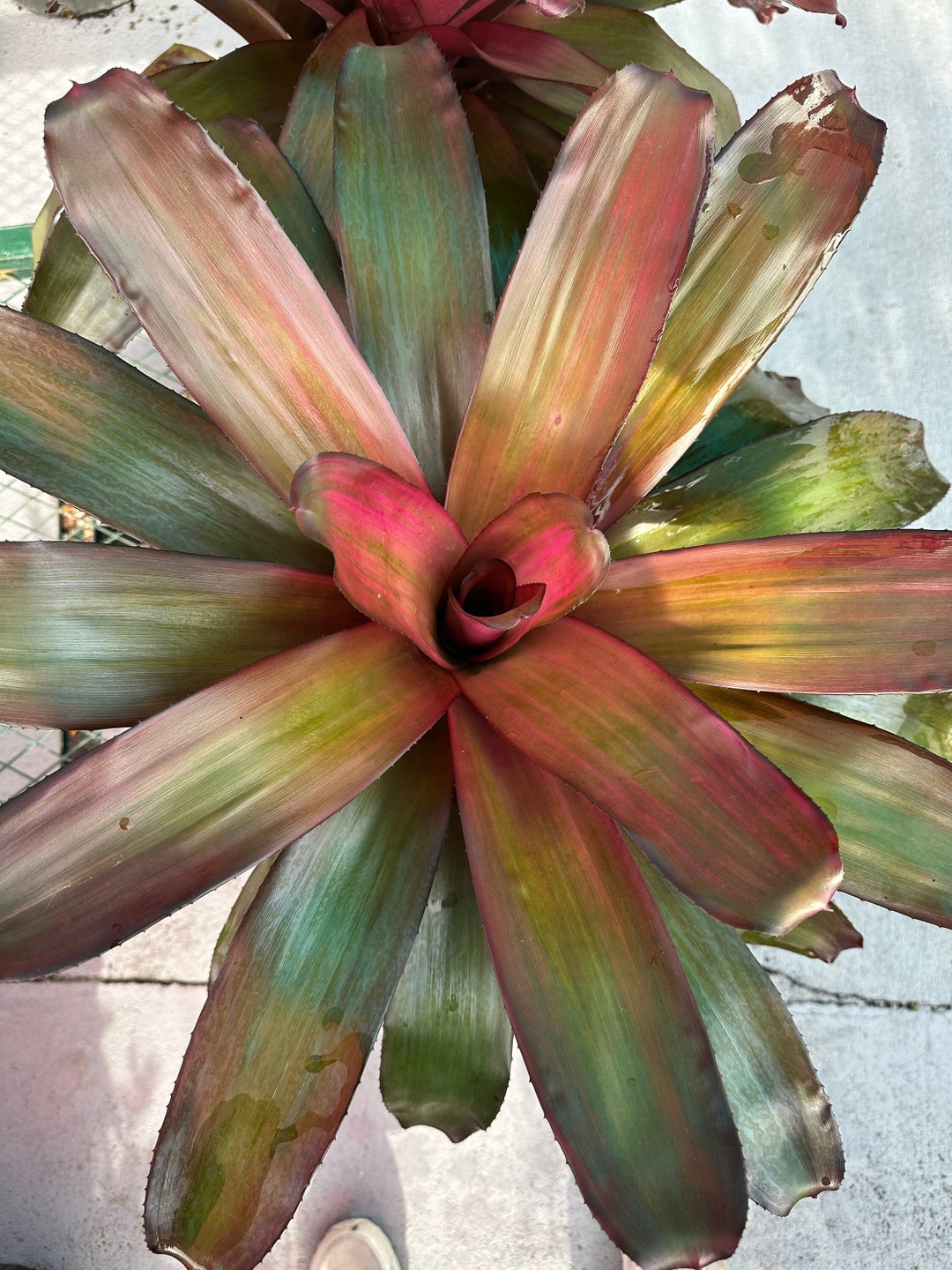Live Bromeliad Neoregelia Voodoo Doll - Etsy