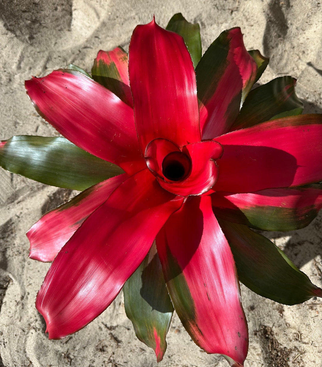 Live Bromeliad Neoregelia magali - Etsy