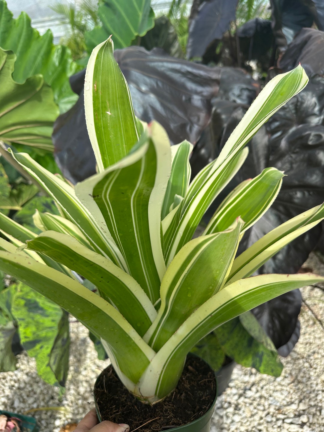 Live Neoregelia Rare jeffrey Block - Etsy