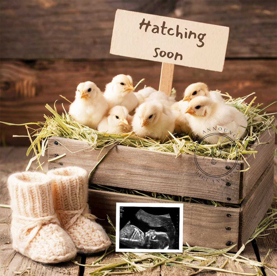 Simple Chick Pregnancy Announcement Digital, Farm Baby Reveal, Hatching ...
