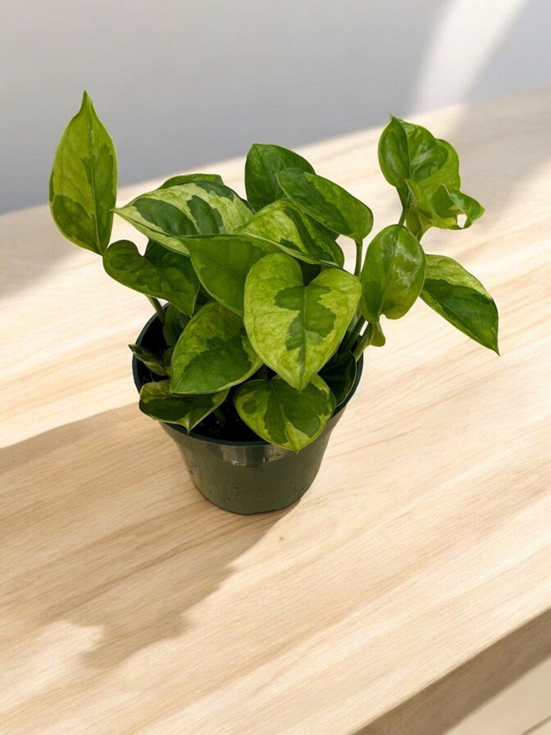 Lizard Queen Pothos || || Live House Plant Rare Plant - Etsy