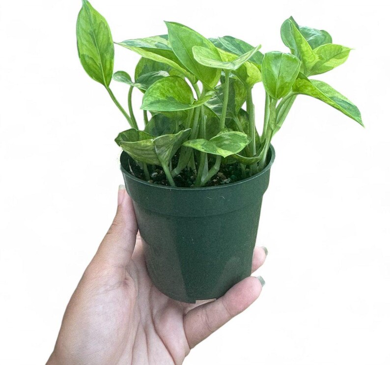 Lizard Queen Pothos || || Live House Plant Rare Plant - Etsy