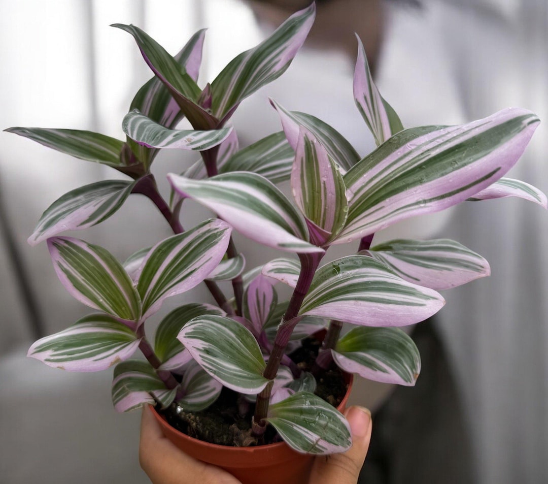 Tradescantia Nanouk || Live House Plant - Etsy