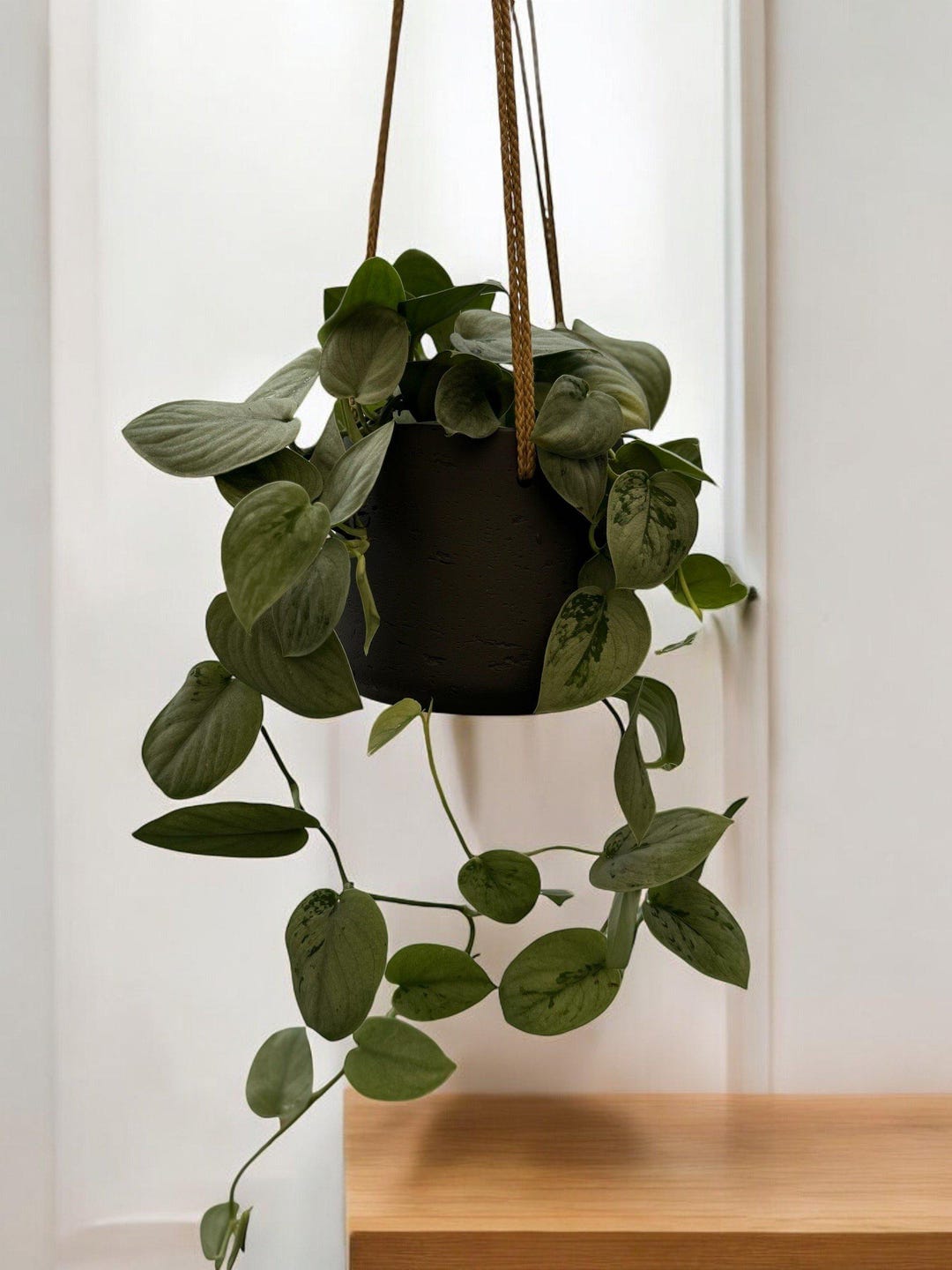 Scindapsus SOOO™ Silver || Live House Plant Rare Plant - Etsy