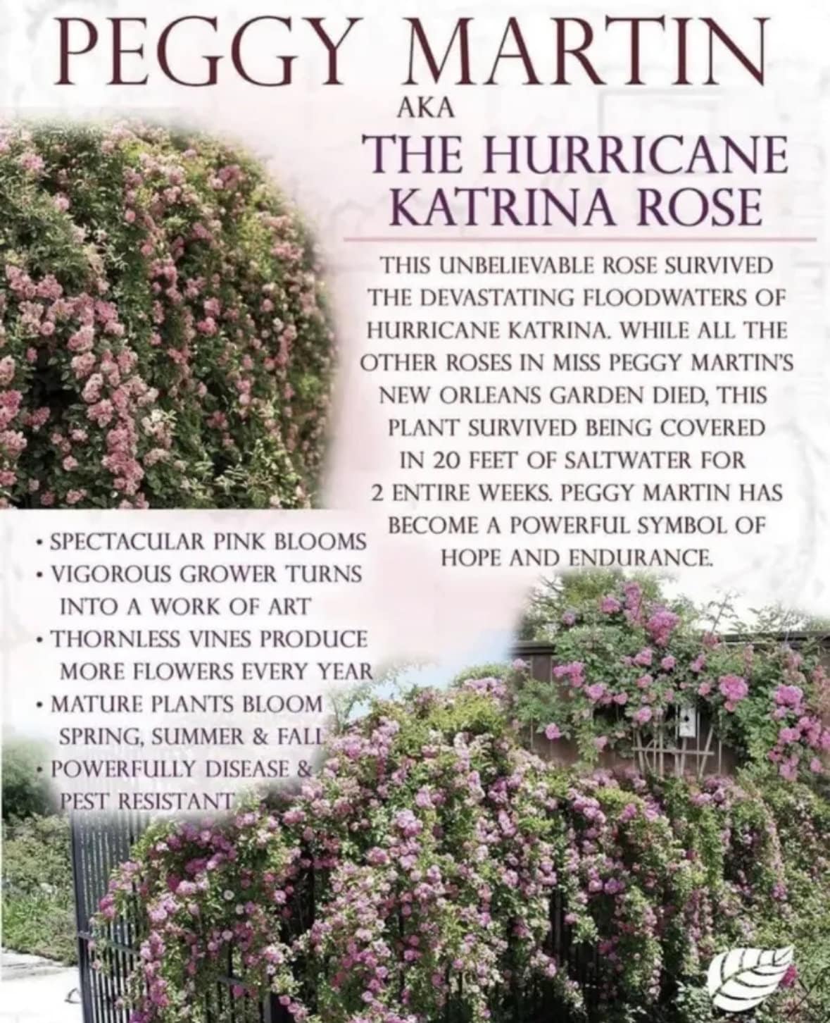 Peggy Martin / Katrina Rose Plant. 10-16 Inch Long, Full Rose Bush ...