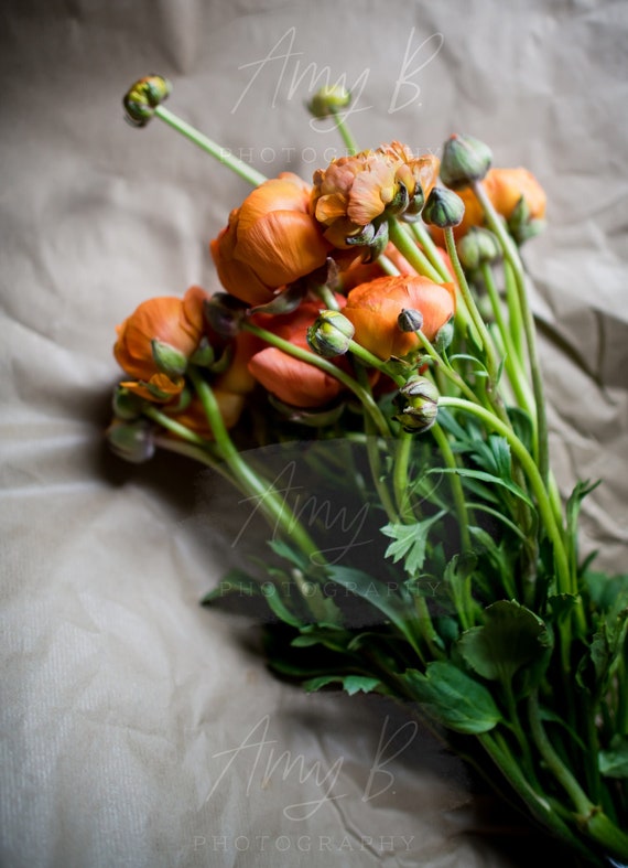 Coral Ranunculus Flowers