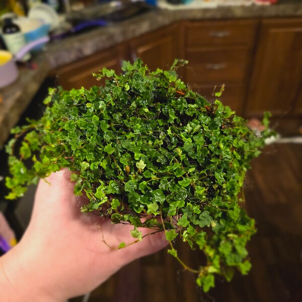 String of Frogs - Etsy