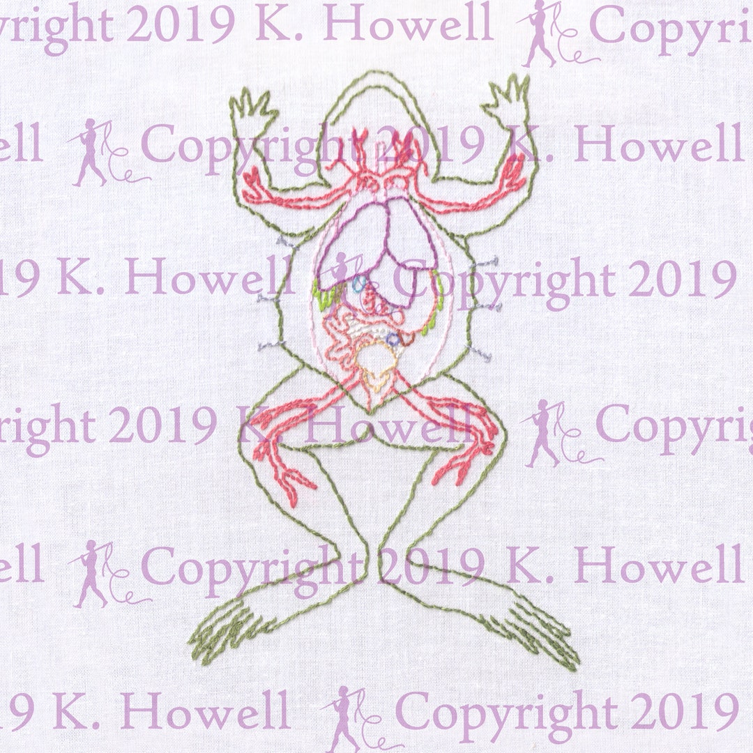 Frog Anatomy Hand Embroidery Pattern, Frog Anatomy, Frog Dissection ...