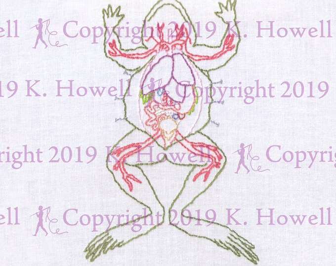 Frog Anatomy - Etsy