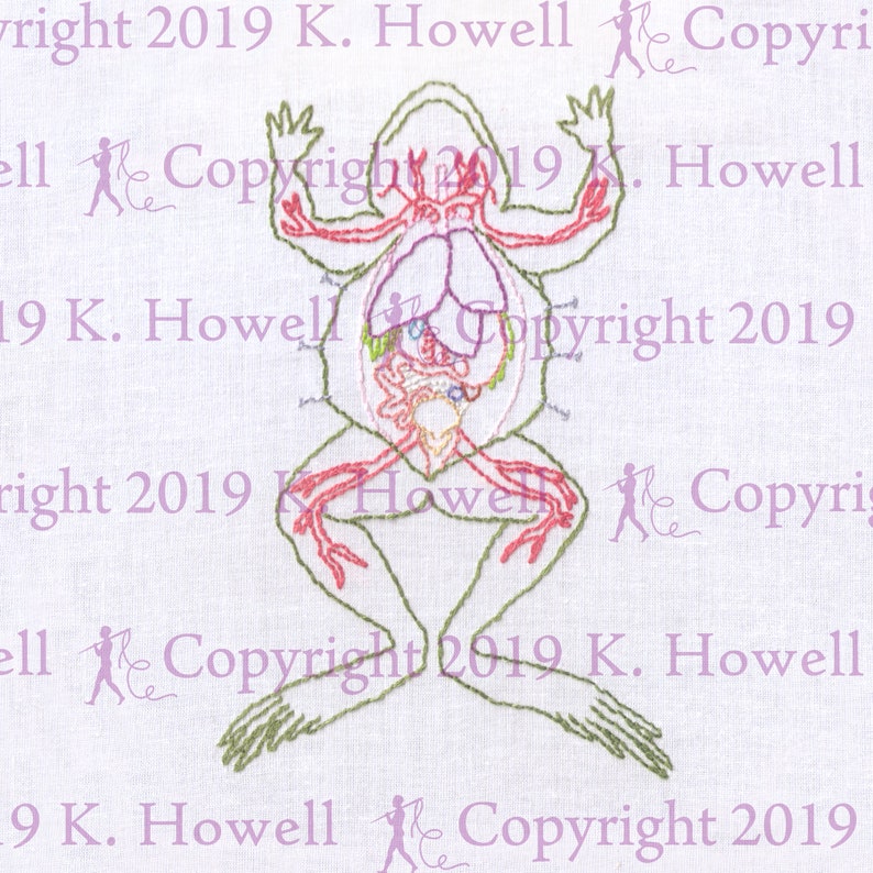 Frog Anatomy Hand Embroidery Pattern Frog Anatomy Frog | Etsy