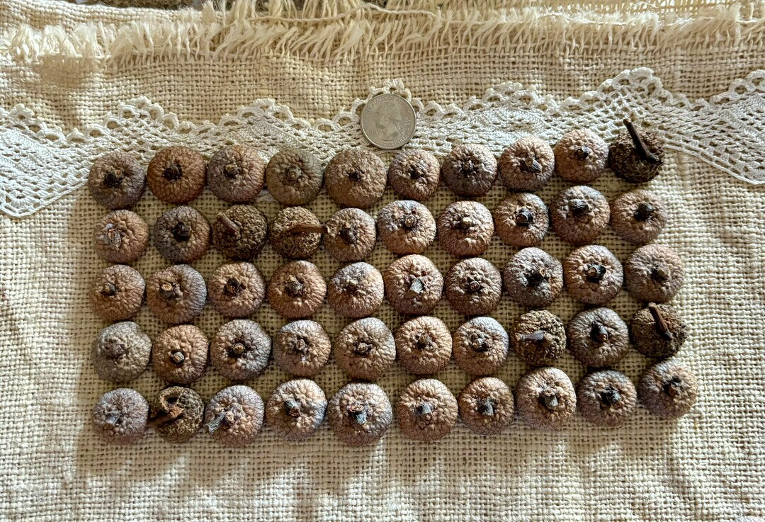 Bi-yearly Red and White Oak Acorn Caps - Etsy