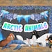 Arctic Animal Bulletin Board | Bulletin Board Preschool | Arctic Animal ...