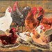 Chicken Coop Bulletin Board | Egg Theme | Farm Classroom Decor | Door ...