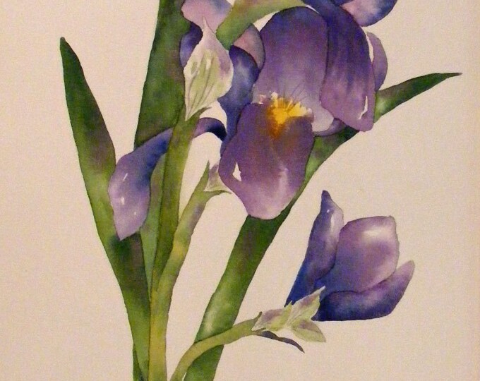 Purple Iris-original Watercolor Painting - Etsy