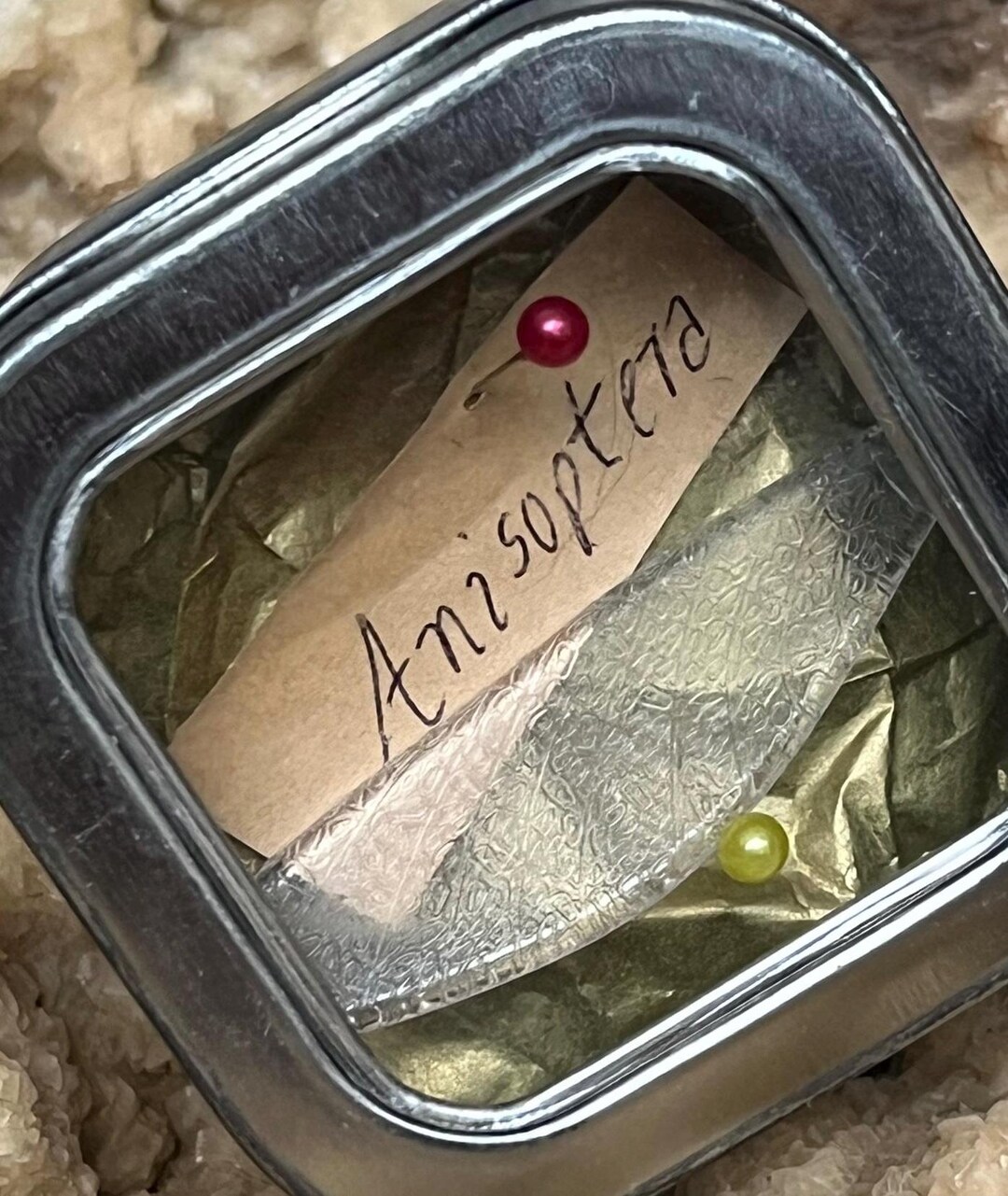 Oddities and Curiosities, Dragonfly Wing, Dragon Fly Wings Faux ...