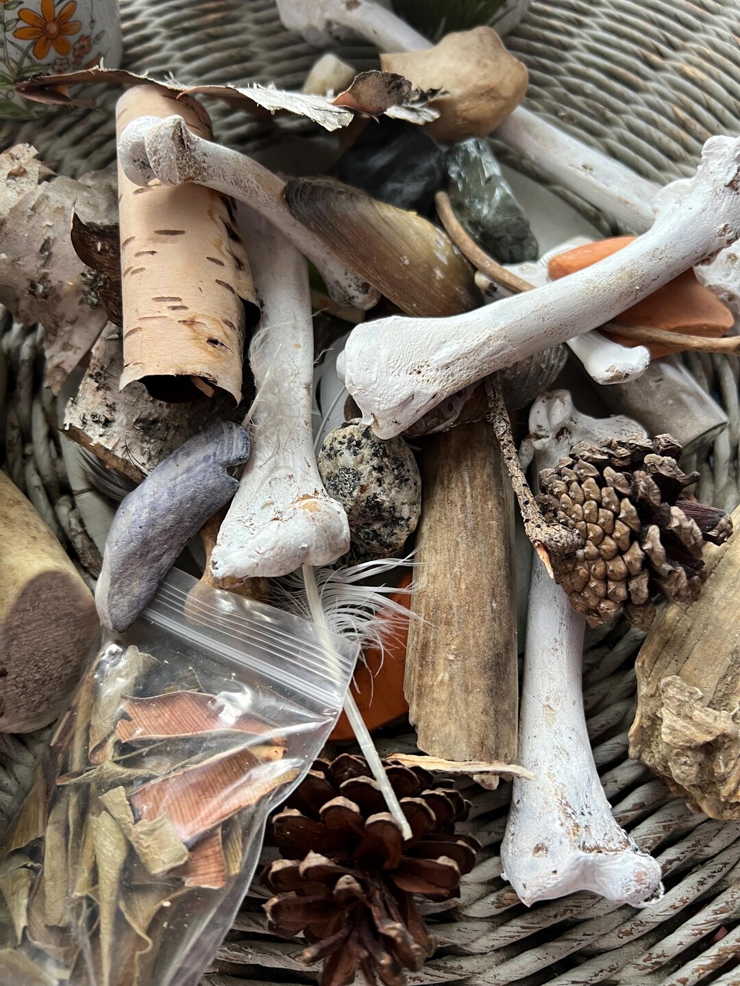 Witch Home Decor, Oddities and Curiosities Lot of Natural Items, Kit ...