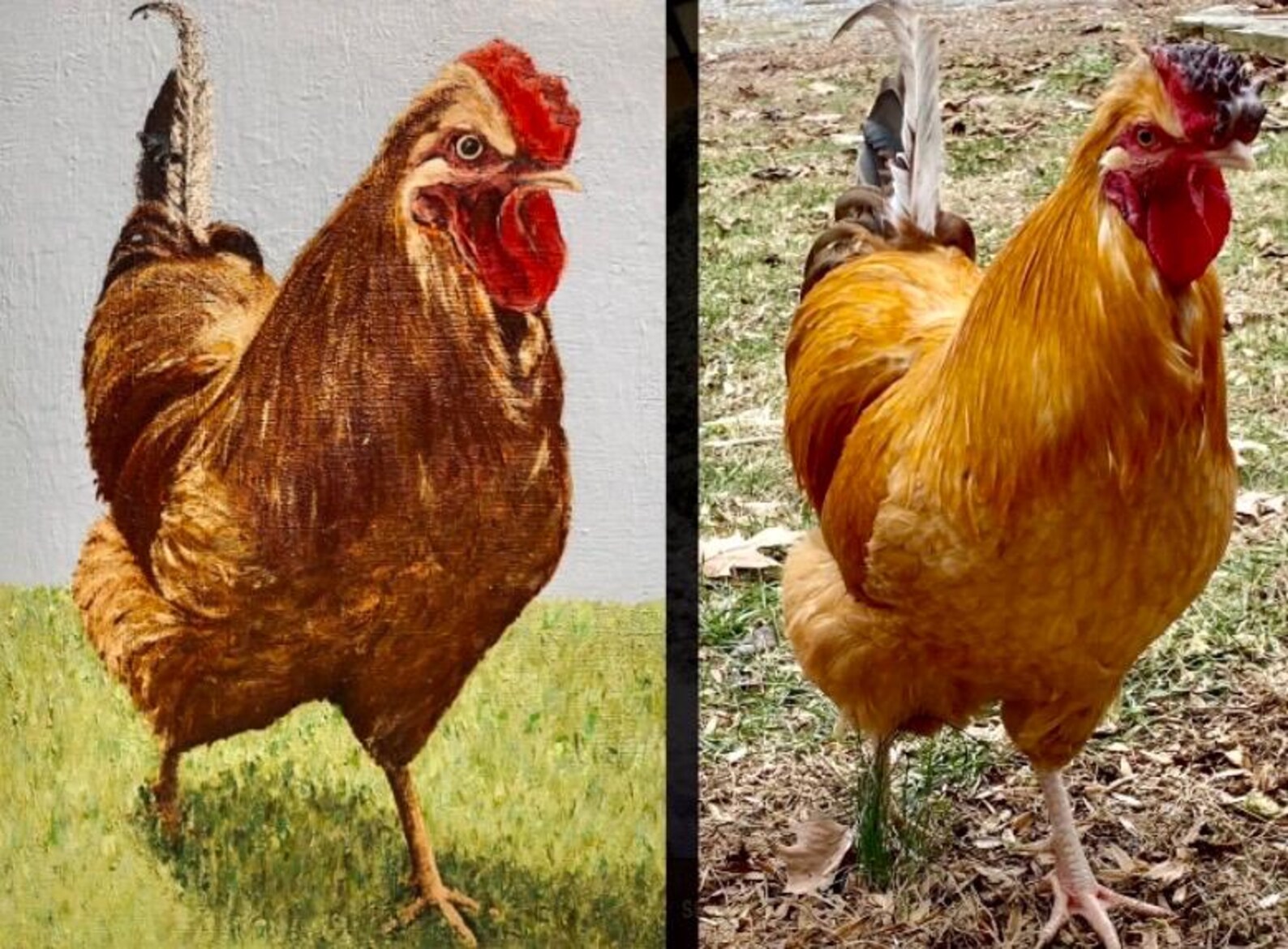 Anakin the Rooster, Acrylic Original Painting PRINT - Etsy