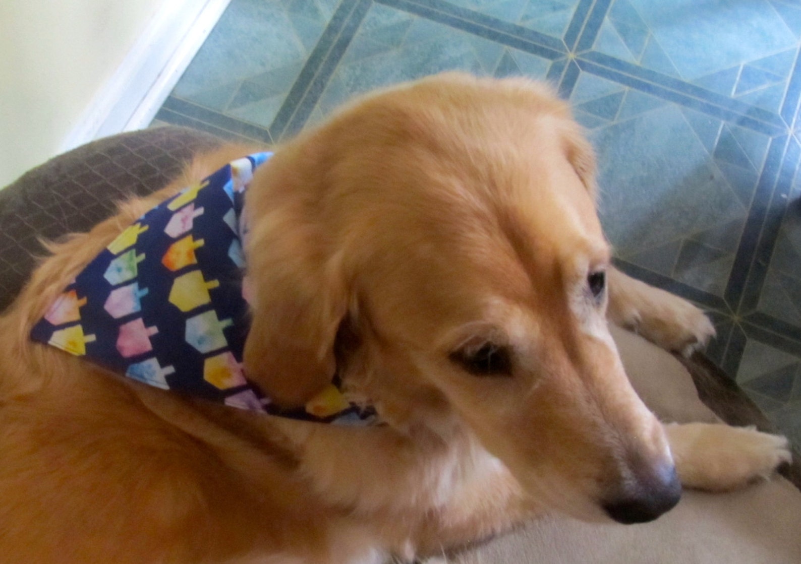 Chanukah Dreidel Dog Bandana - Etsy
