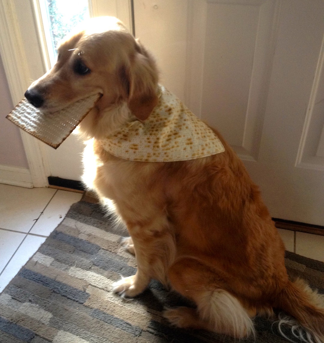 Passover Dog Bandana Matzah - Etsy
