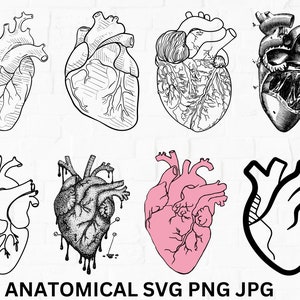 Anatomical Heart Svg, Cardiac Svg, Medical Heart Silhouette, Anatomical ...