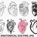 Anatomical Heart Svg, Cardiac Svg, Medical Heart Silhouette, Anatomical ...