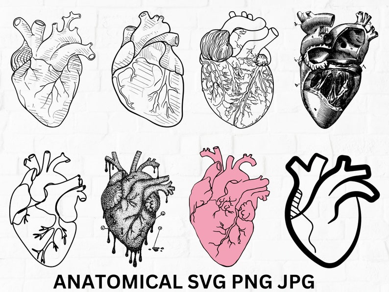 Anatomical Heart Svg, Cardiac Svg, Medical Heart Silhouette, Anatomical ...