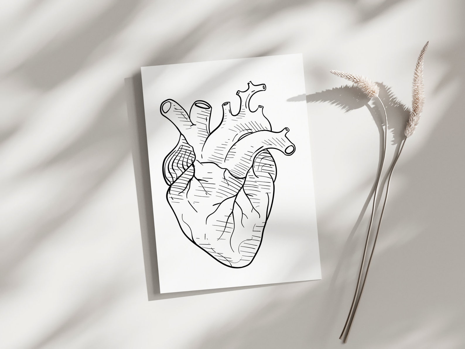 Anatomical Heart Svg, Cardiac Svg, Medical Heart Silhouette, Anatomical ...