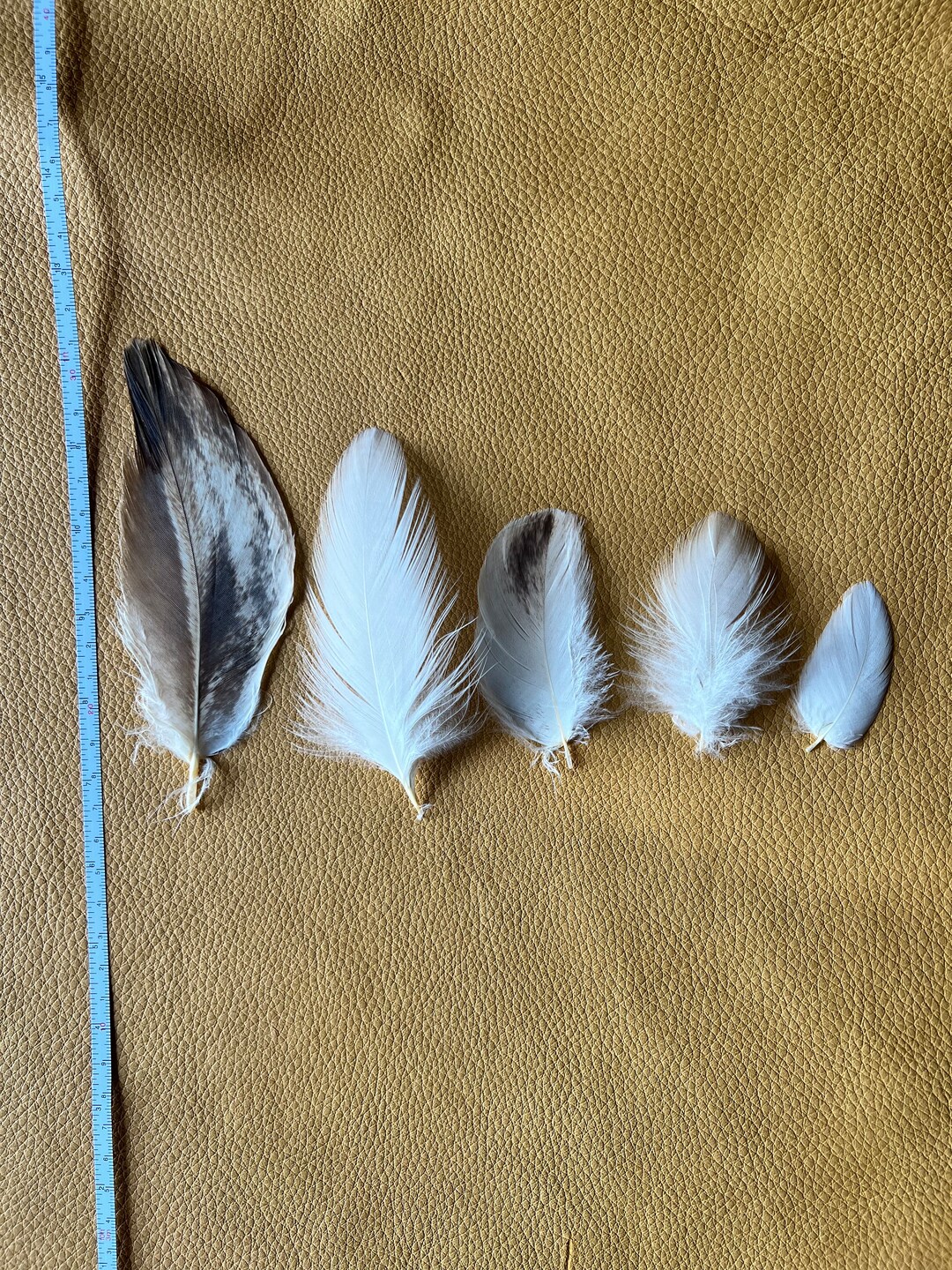 Set of 5 Real Eagle Plumages Feathers From White Bellied Sea Eagle - Etsy