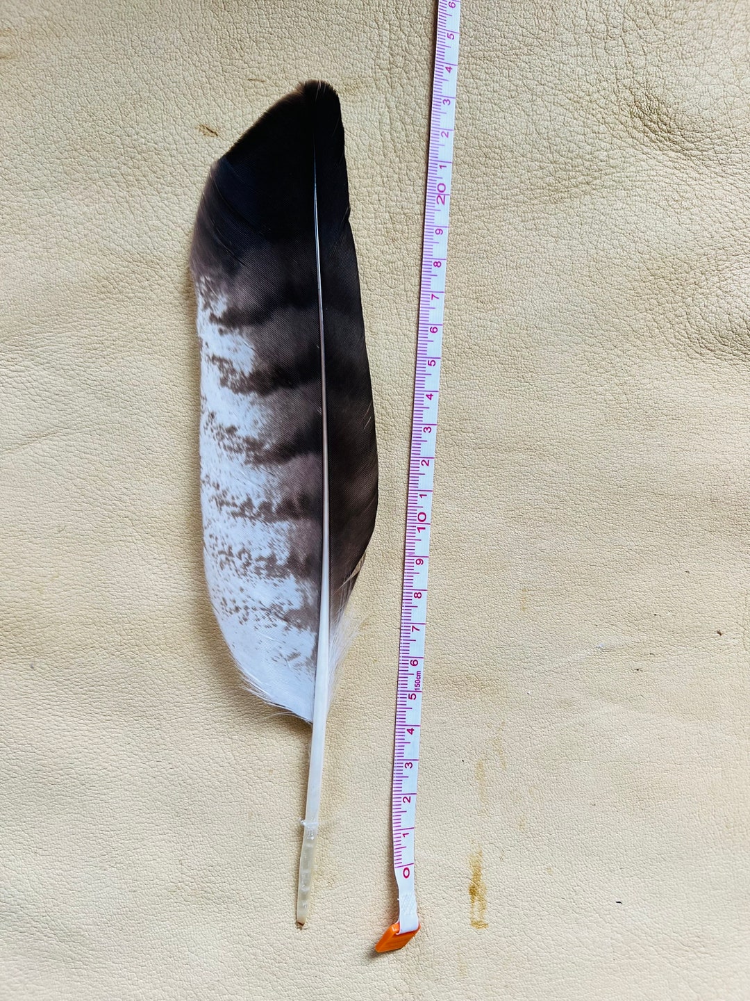 Real Hawk Large Feather for Smudge Fan, Peyote, Regalia, Pow Wow Fans ...
