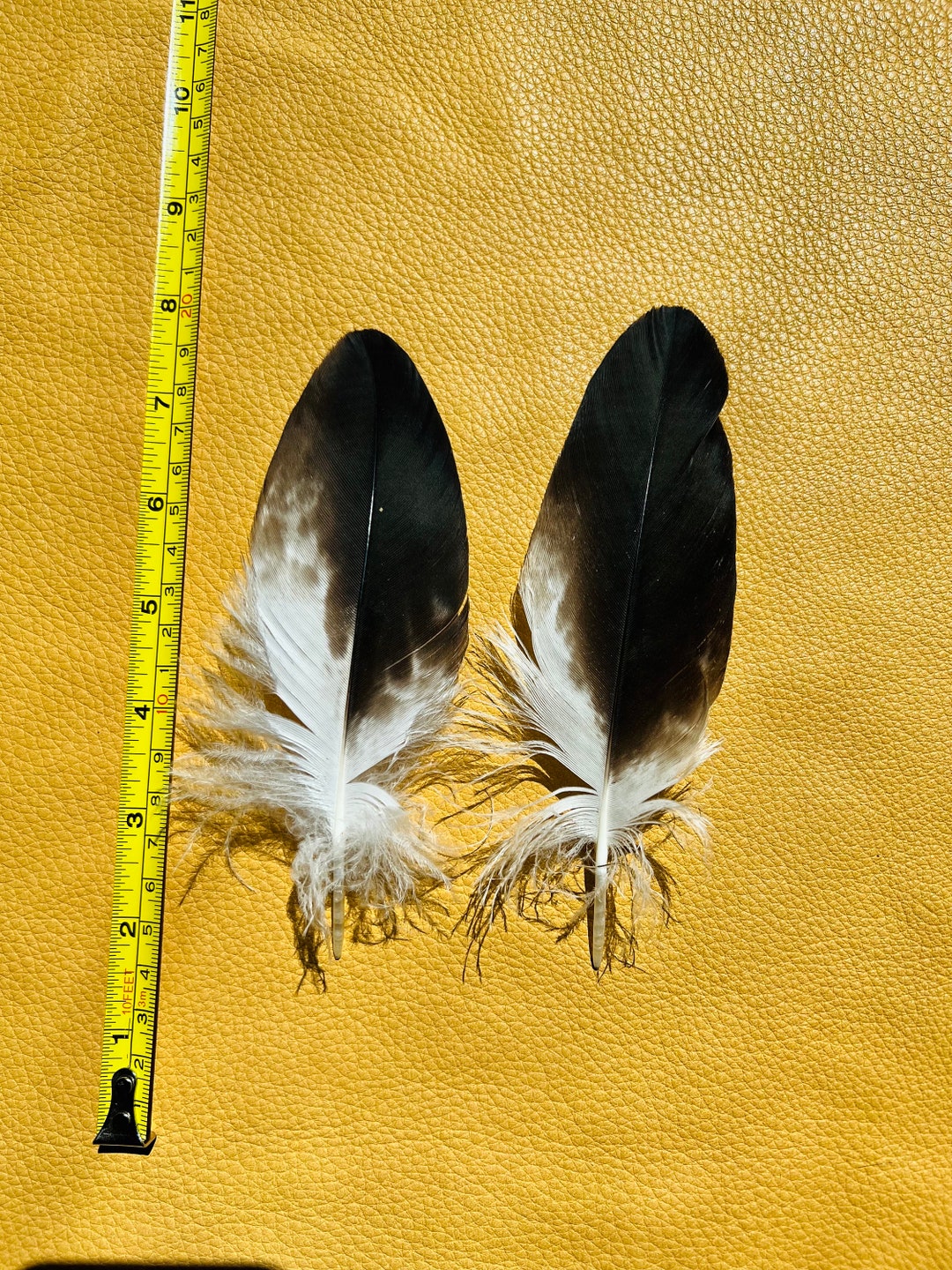 Rare Pair of Real Moulted Large Wedge Eagle Feather Smudge Fan With ...