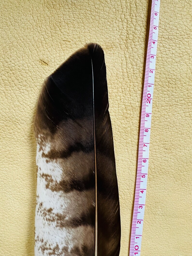 Real Hawk Large Feather for Smudge Fan, Peyote, Regalia, Pow Wow Fans ...