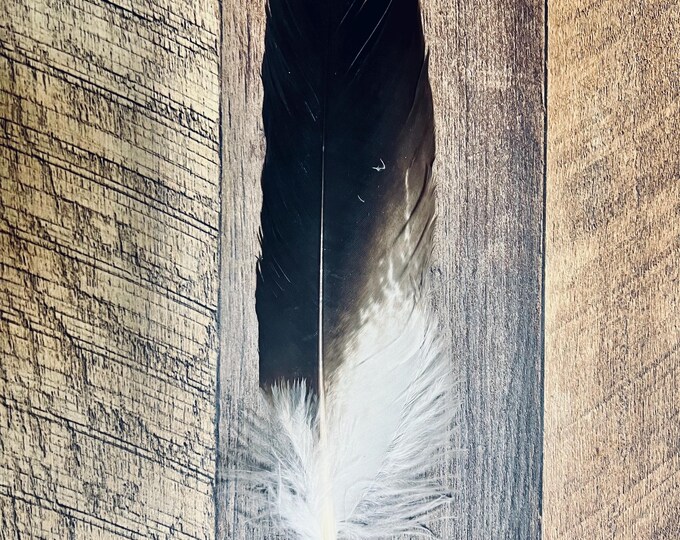 Rare Real Moulted Large Wedge Eagle Secondary Feather Smudge Fan With ...