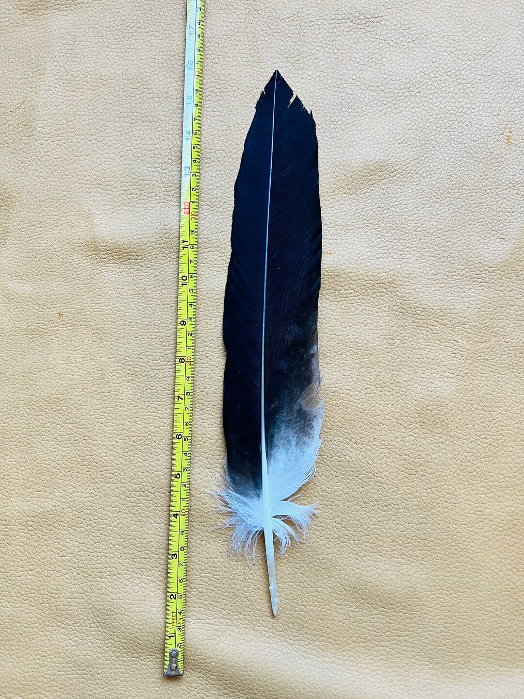 Real Moulted X-large Wedge Tail Eagle Feather Smudge Fan With Permit ...