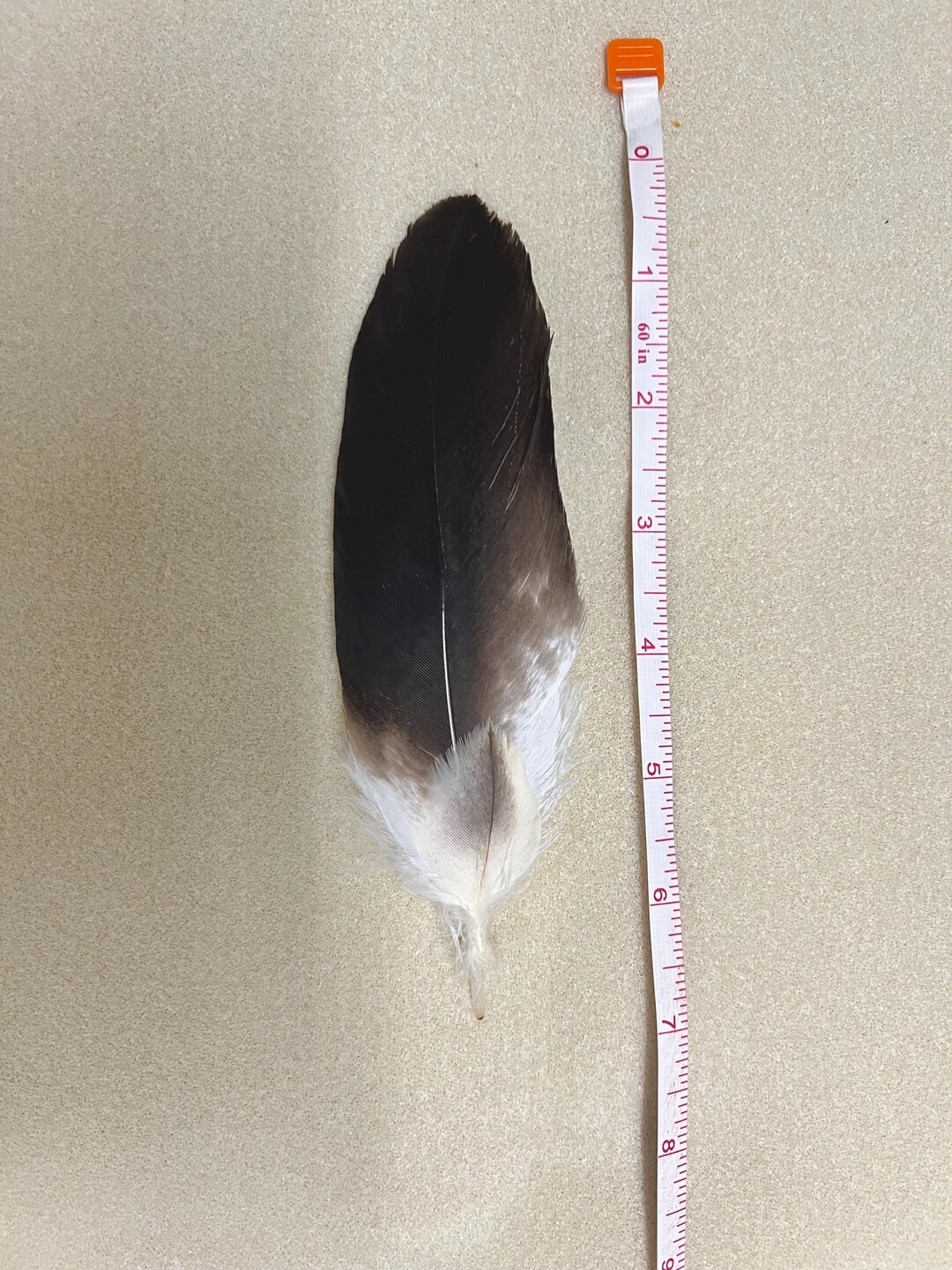 Rare Real Moulted Small Wedge Tail Eagle Feather Arrangement Feather ...