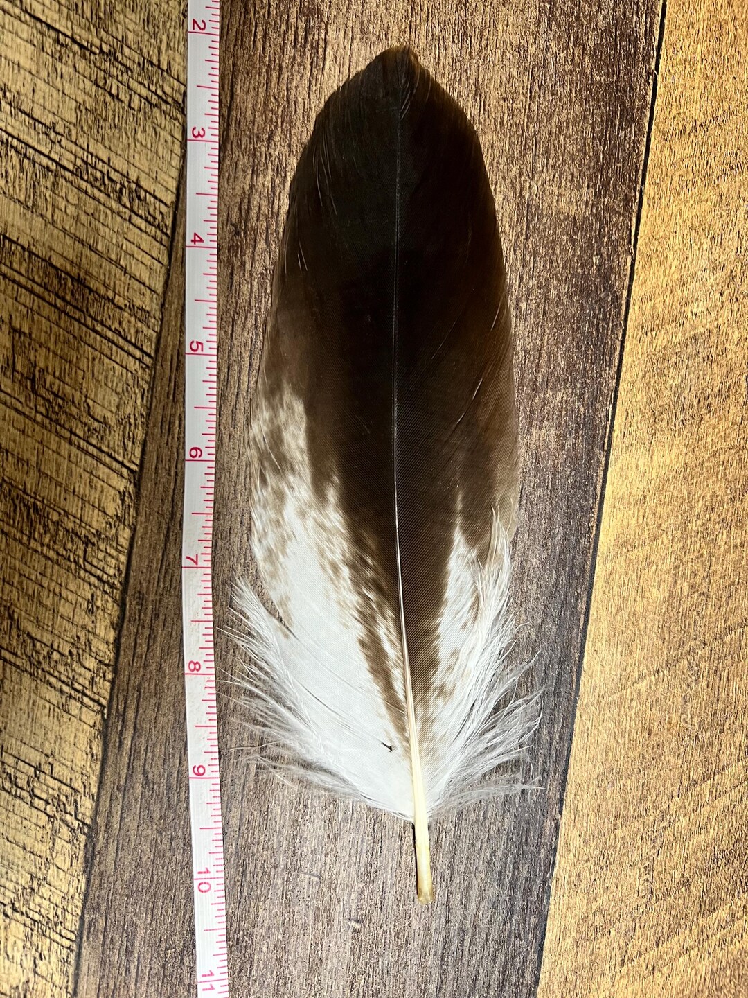 Rare Real Moulted Large Wedge Eagle Secondary Feather Smudge Fan With ...