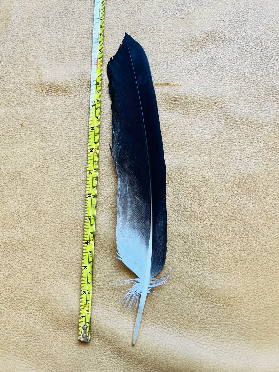 Rare Real Moulted Large Wedge Tail Eagle Tail Feather Smudge Fan With ...