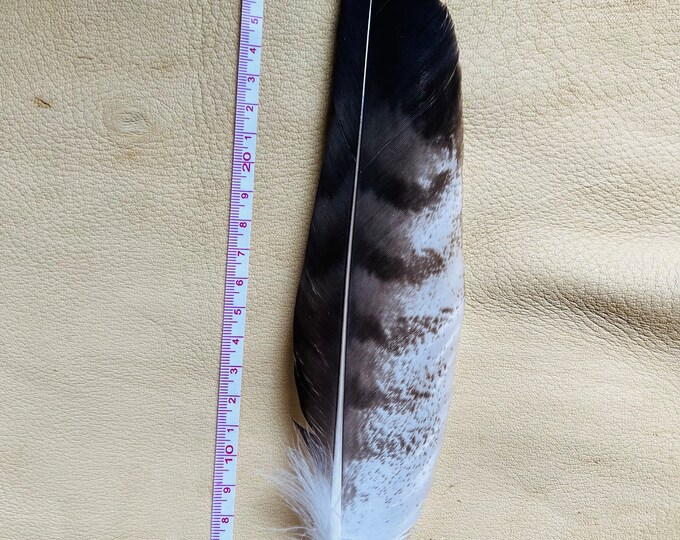Real Hawk Large Feather for Smudge Fan, Peyote, Regalia, Pow Wow Fans ...