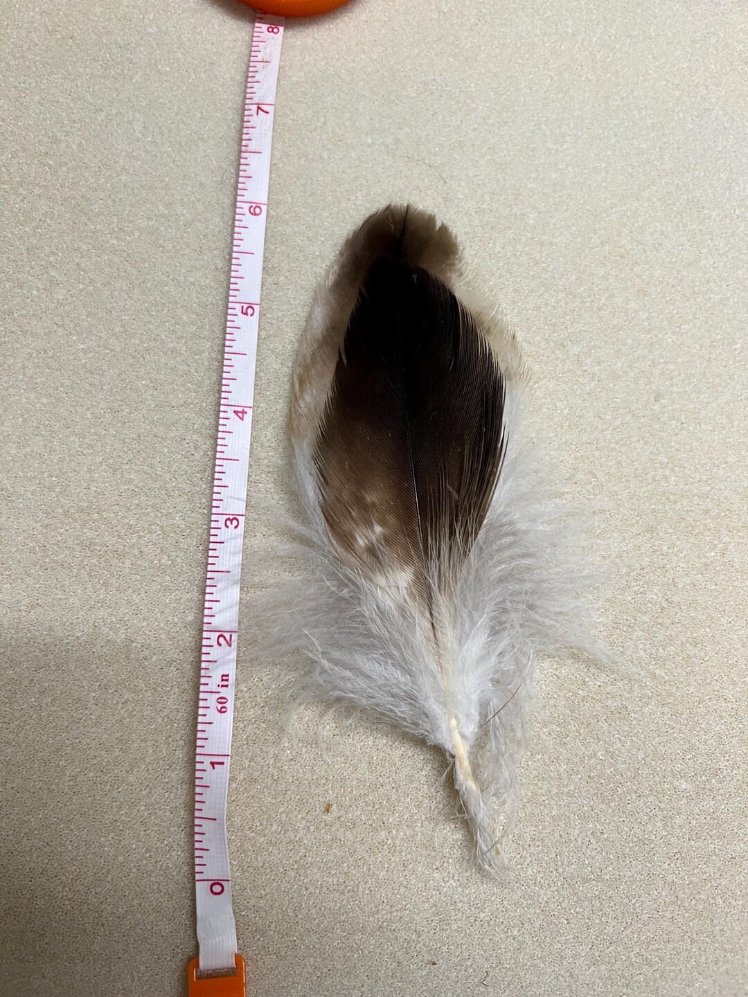 Rare Real Moulted Small Wedge Tail Eagle Feather Arrangement Feather ...
