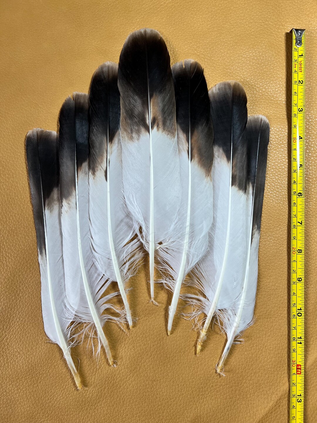 Extremely Rare Set of 7 Hawk Tail Feathers That Look Identical to ...