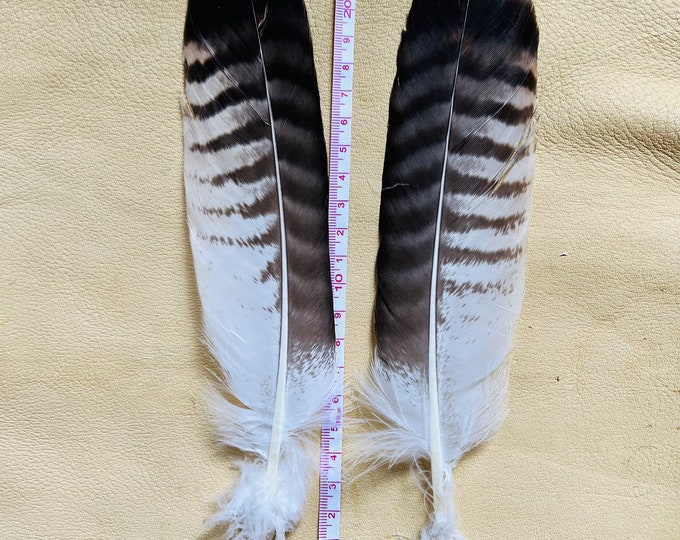 Real Hawk Tail Feathers for Smudge Fan, Peyote, Regalia, Pow Wow Fans ...