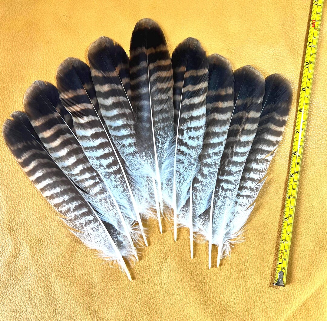 Rare Red-tailed Morph Set of 9 Real Hawk Tail Feathers for Prayer Fan ...