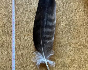 Real Hawk Large Feather for Smudge Fan, Peyote, Regalia, Pow Wow Fans ...
