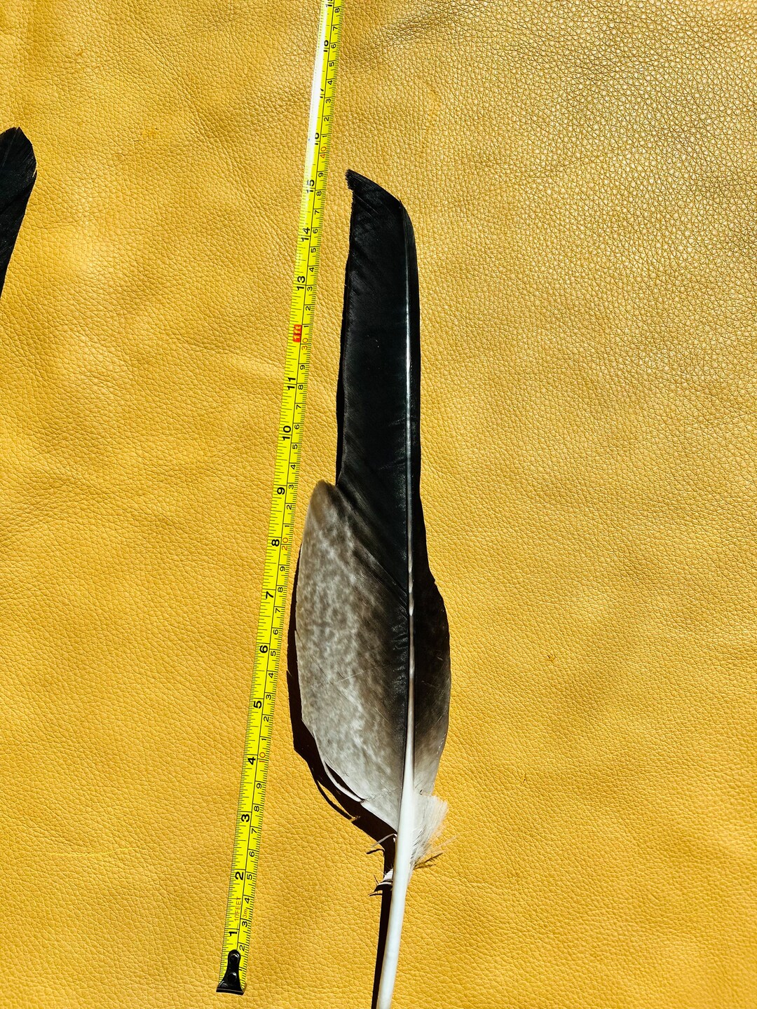 Rare Real Moulted X Large Wedge Eagle Feather Smudge Fan With Permit ...