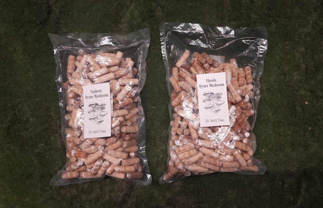 Oyster Mushroom Plug Spawn 250 Count Multiple Varieties 100% Recycled ...