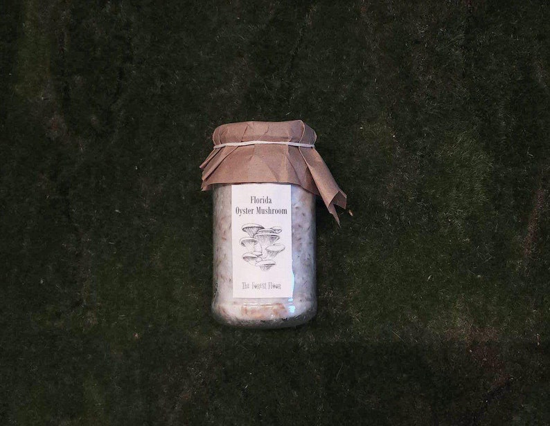 Inoculated Mushroom Grain Spawn Multiple Varieties 12 Oz Jar Grow Your ...